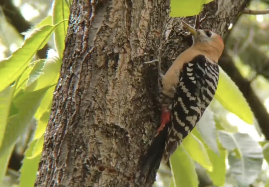 In April this year, a total of 301 bird species were recorded in ...