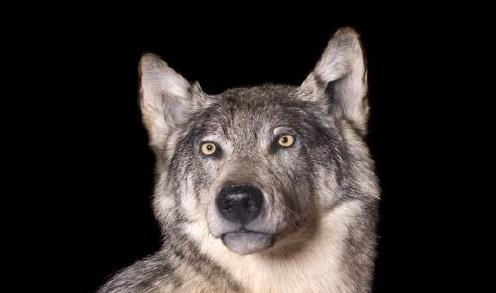 Top 10 animals with the strongest bite force in the world - iMedia