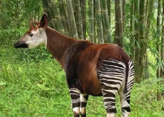 If you saw an animal like an okapi in the wild, would you think it was ...