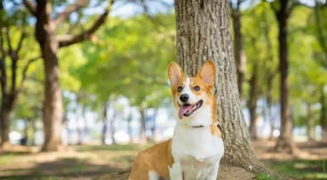 The short-tailed Corgi runs like a tank, while the long-tailed Corgi ...