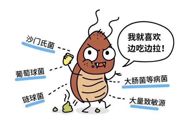 The harm and prevention of cockroaches - iMedia