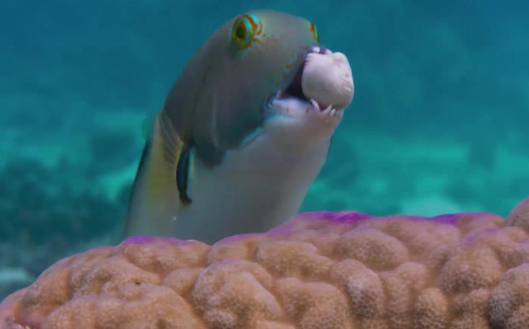 Clam killer: the tool-using tuskfish - iMedia