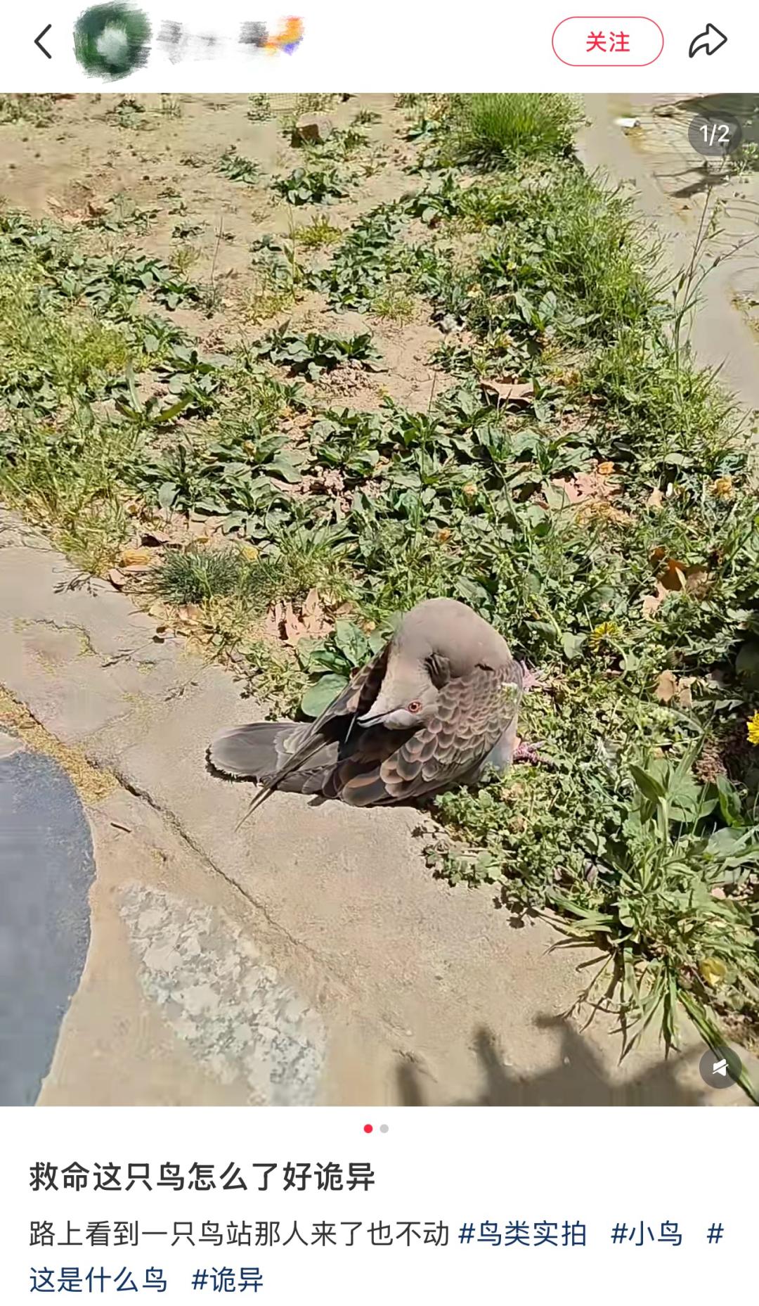 The dead bird's neck was twisted 180 degrees. If you see a bird in this ...