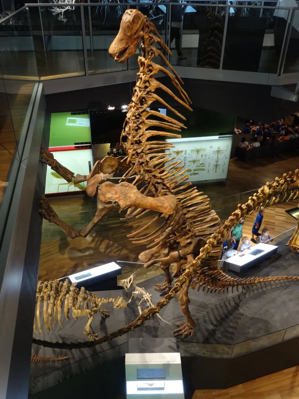 [Dinosaur Kingdom] Dinosaurs with two rows of long spikes on their ...