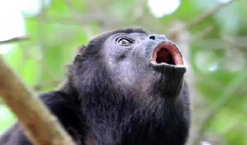 Howler monkeys roar in the mountains, their roars are more shocking ...