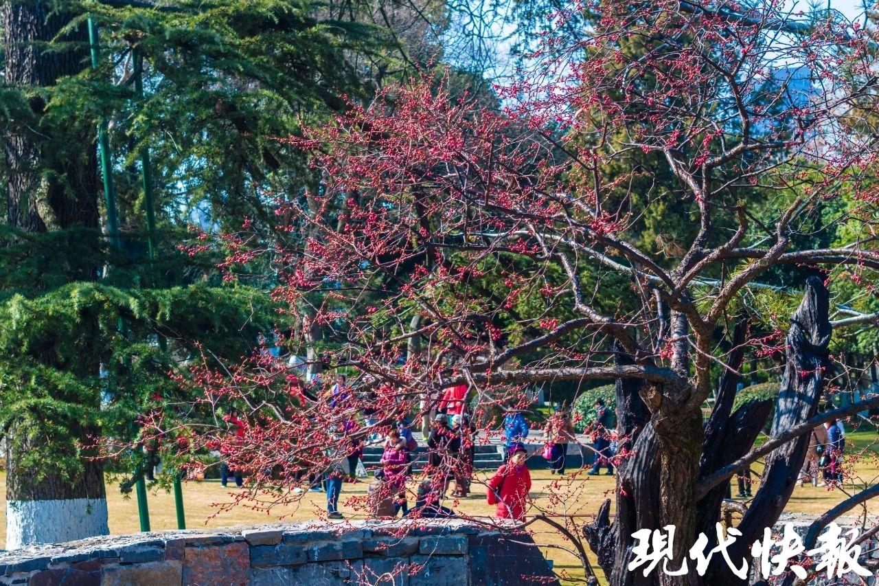 The 600-year-old "Plum King" blooms in Nanjing Xuanwu Lake - iMedia