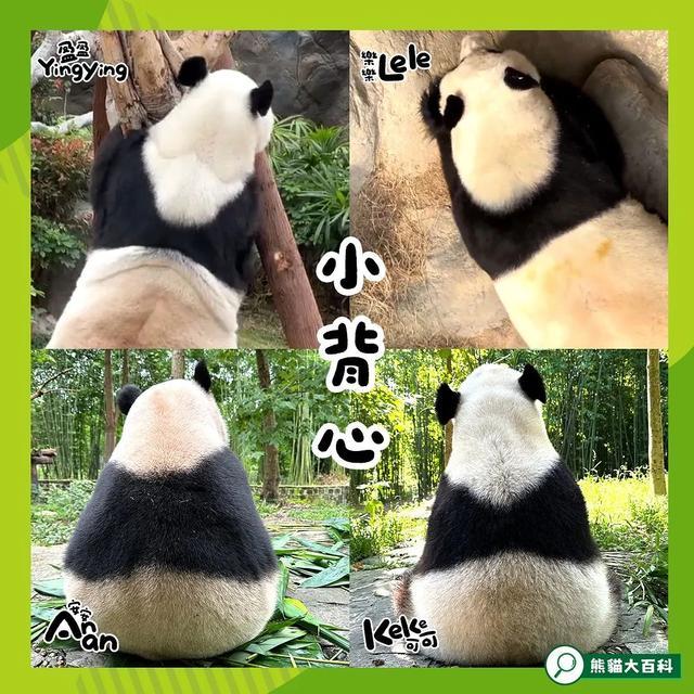 There are too many pandas at home to recognize them all? Hong Kong ...