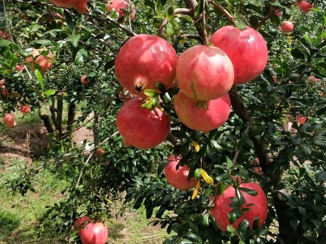 Juicy alert! Tunisian soft-seeded pomegranates from China's pomegranate ...