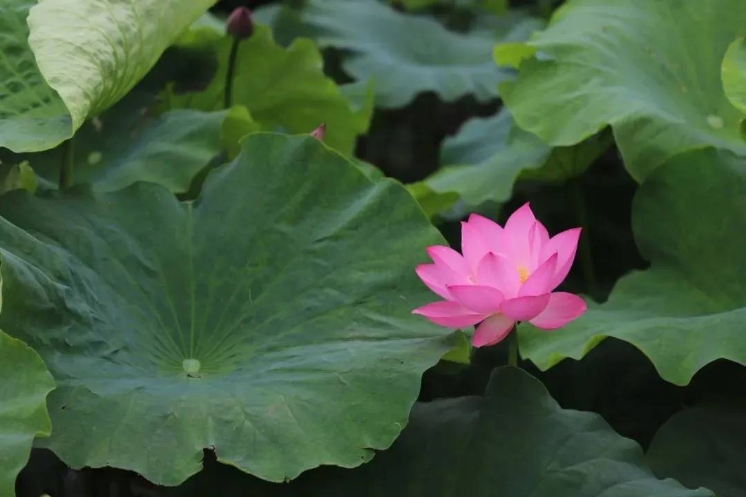 The "Golden Body Reconstruction" of a Poor Village: The "Legend of ...