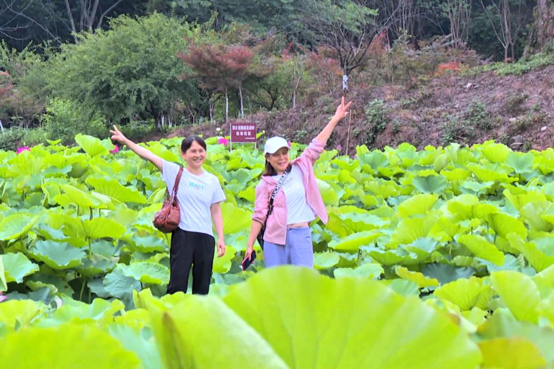 "He" you meet, Xichong hundred acres of lotus blooming beautiful as a ...