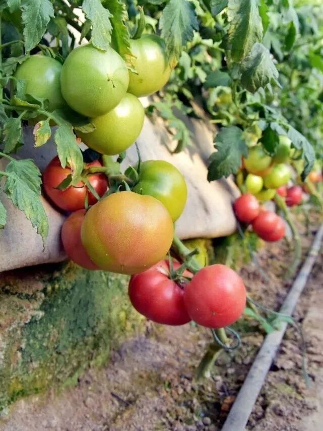 Red, yellow, and green! Come and pick them! - iMedia